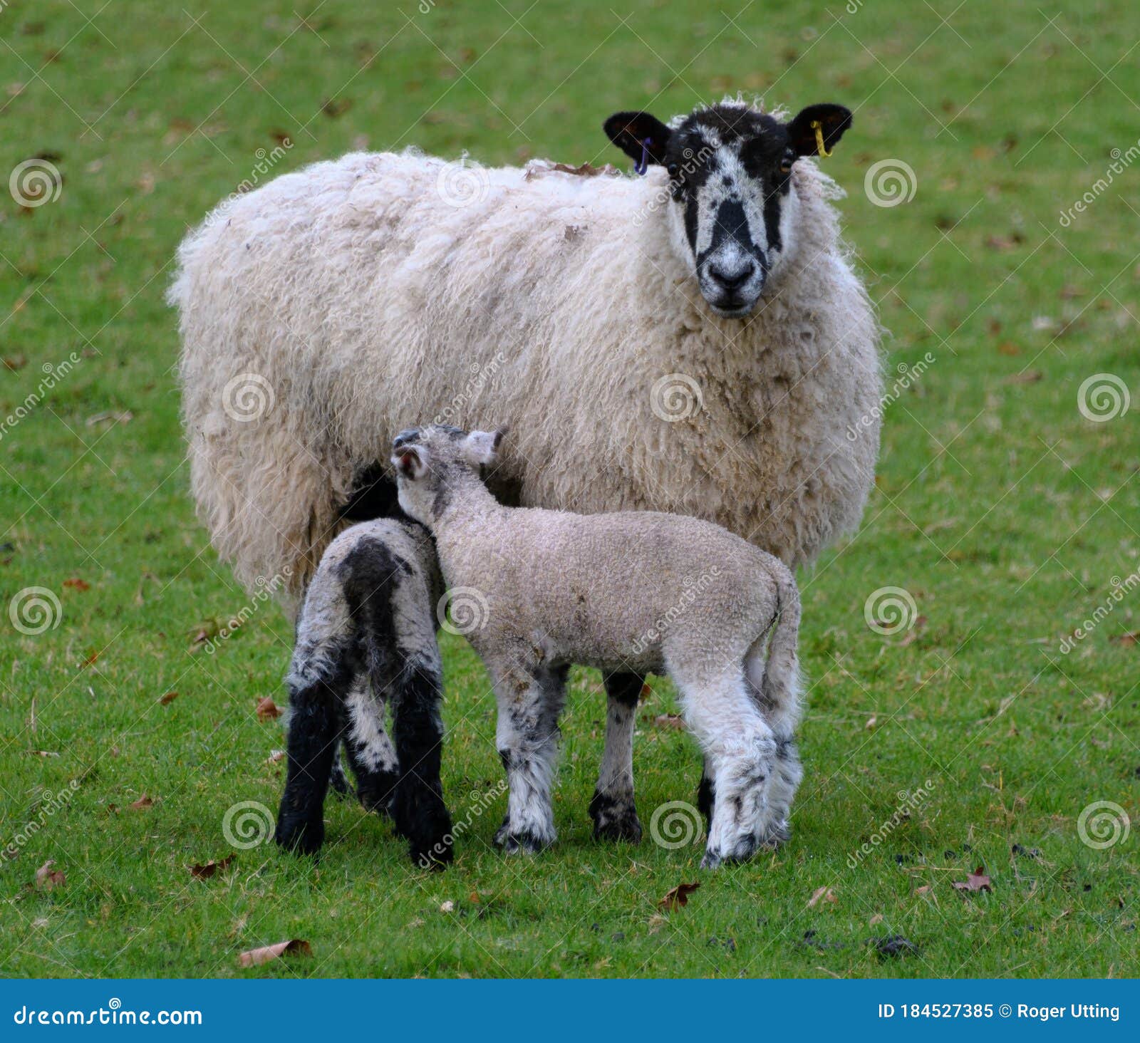 Lambs and mother stock image. Image of ceri, henleyonthames - 184527385