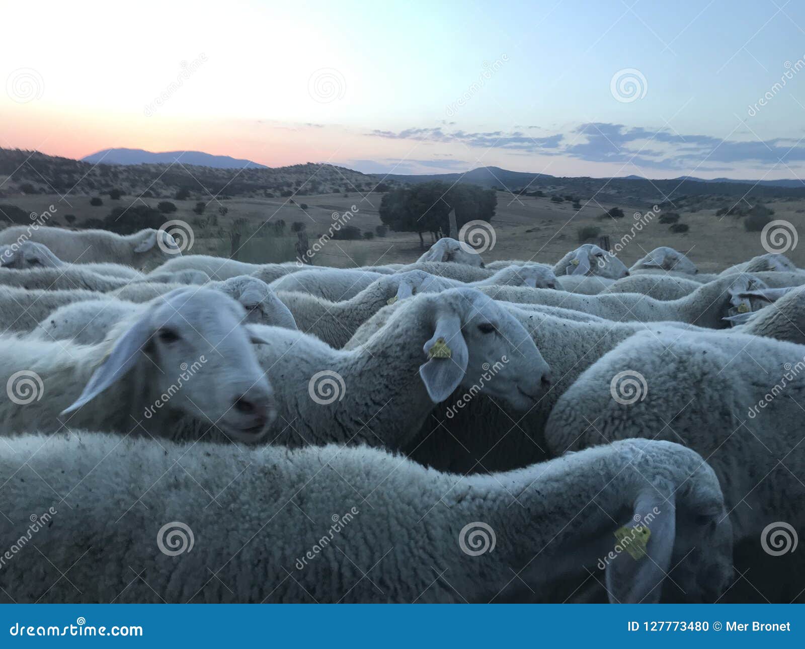 Lambs in a path stock photo. Image of last, landscape - 127773480