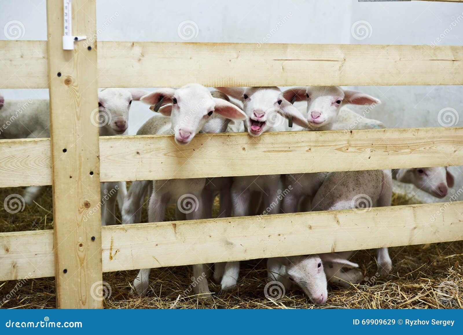 Lambs in pen on farm stock image. Image of village, natural - 69909629