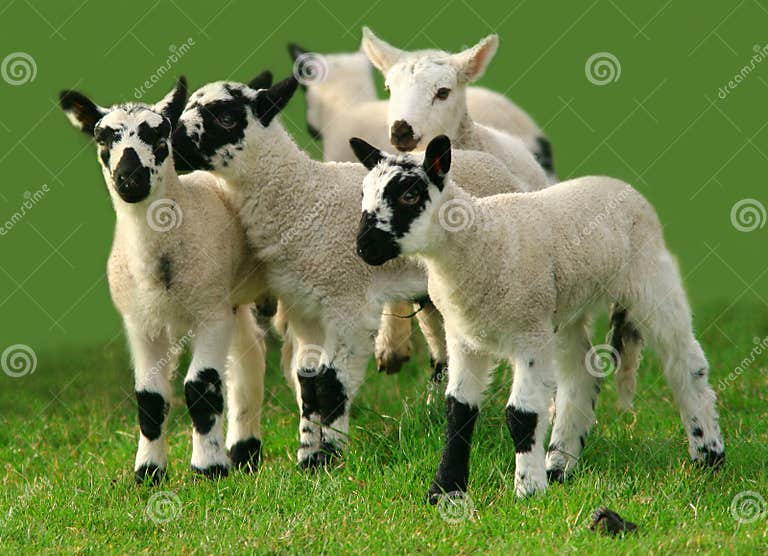 Lambs Playing stock photo. Image of farmer, cawl, gamboling - 93884