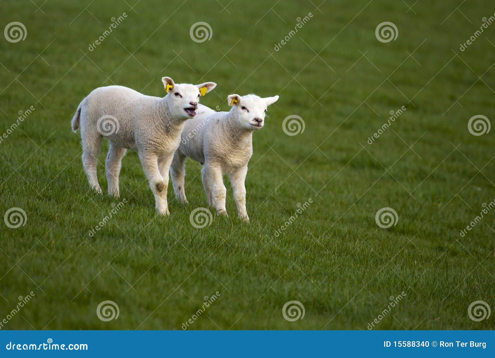 Lambs playing at the stock photo. Image of landscape - 15588340