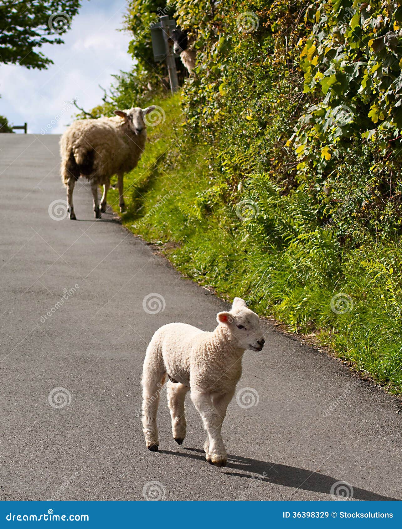 Lambs playing on road stock image. Image of lamb, sheep - 36398329