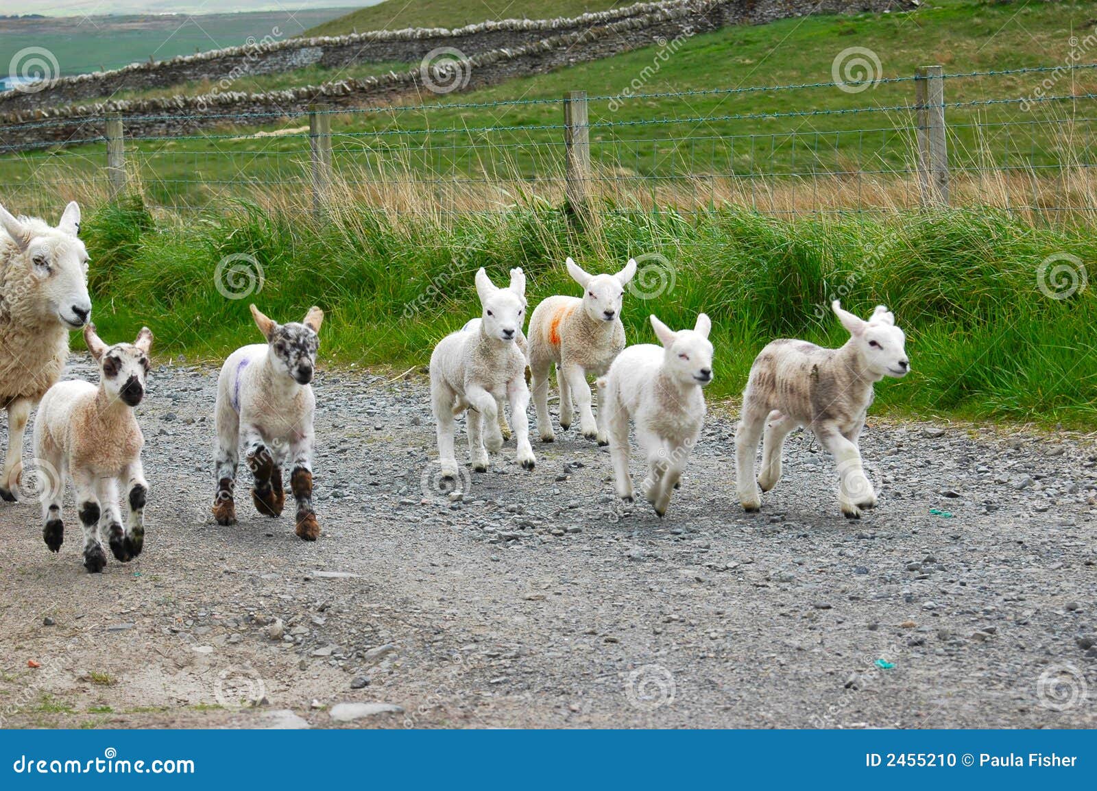 Lambs running stock photo. Image of animal, care, field - 2455210