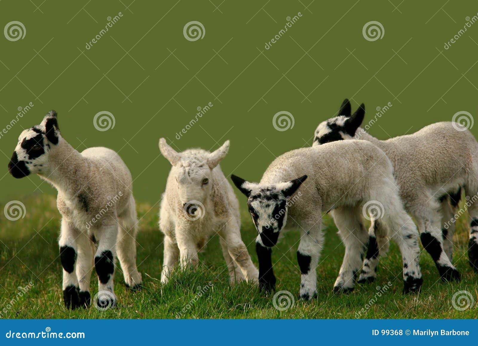 Lambs Scampering Around stock photo. Image of farm, naughty - 99368