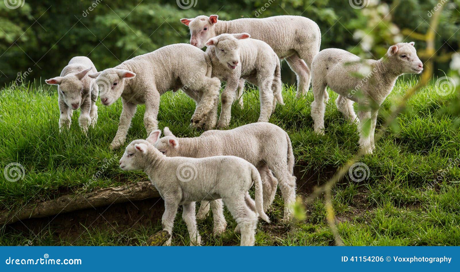 Lambs stock photo. Image of dinner, lamb, cawl, meadow - 41154206