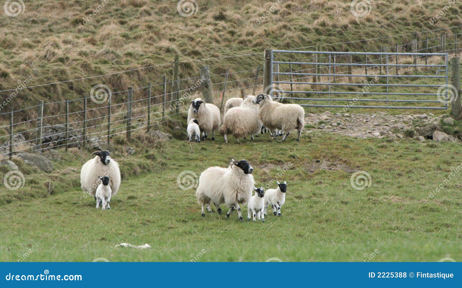 Lambs and sheep running stock photo. Image of energetic - 2225388