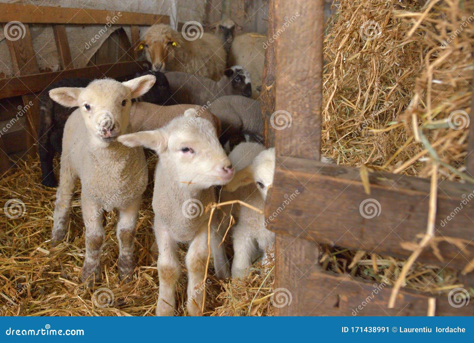 Lambs and Sheeps in a Stable Stock Image - Image of country, standing ...