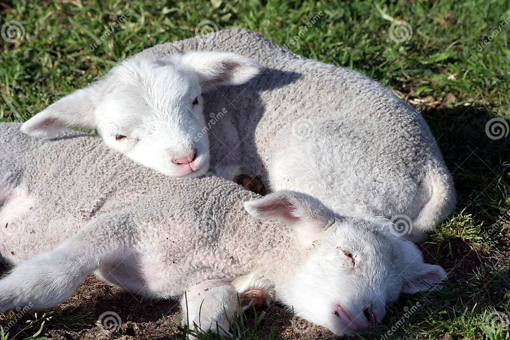 Lambs Sleeping stock image. Image of farm, sunning, lambs - 3380261