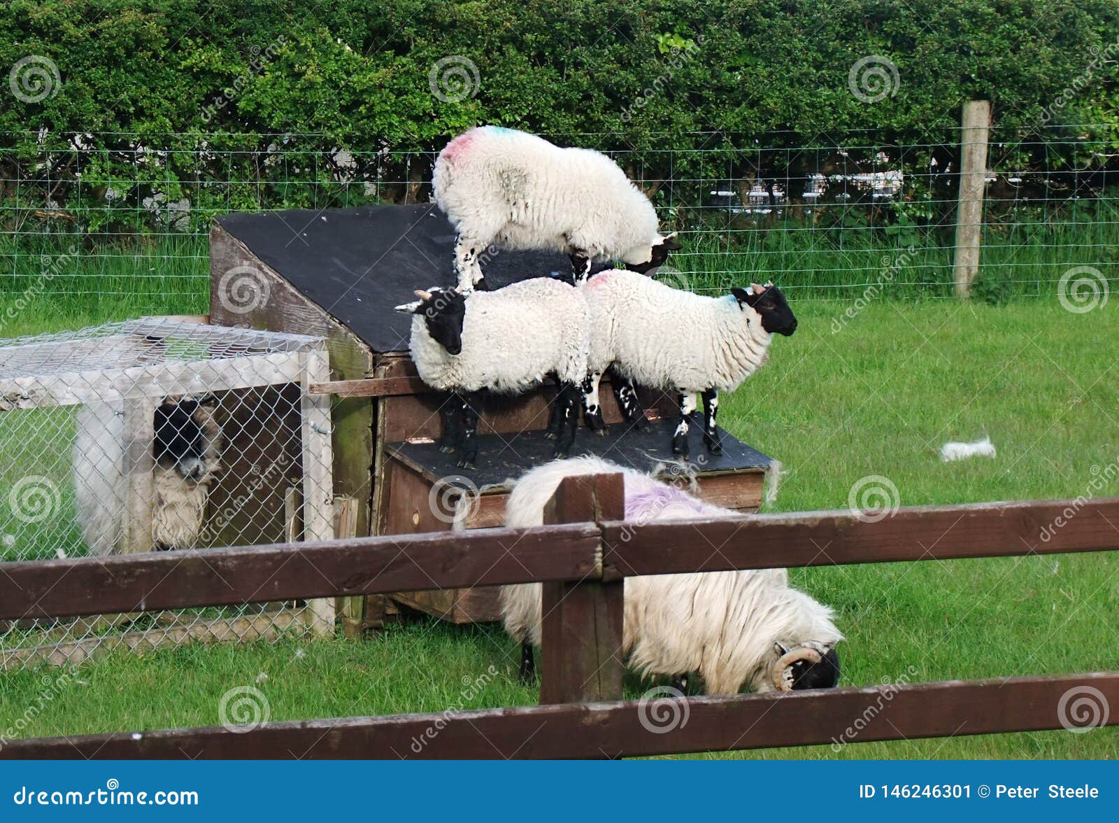 Lambs Standing on Hen House Roof Stock Image - Image of coup, cope ...