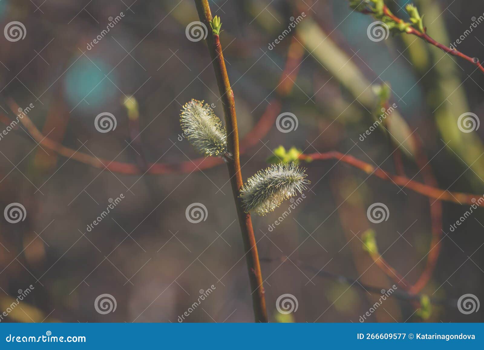 Lambs Tail Plant in Spring Fresh Nature Stock Image - Image of garden ...
