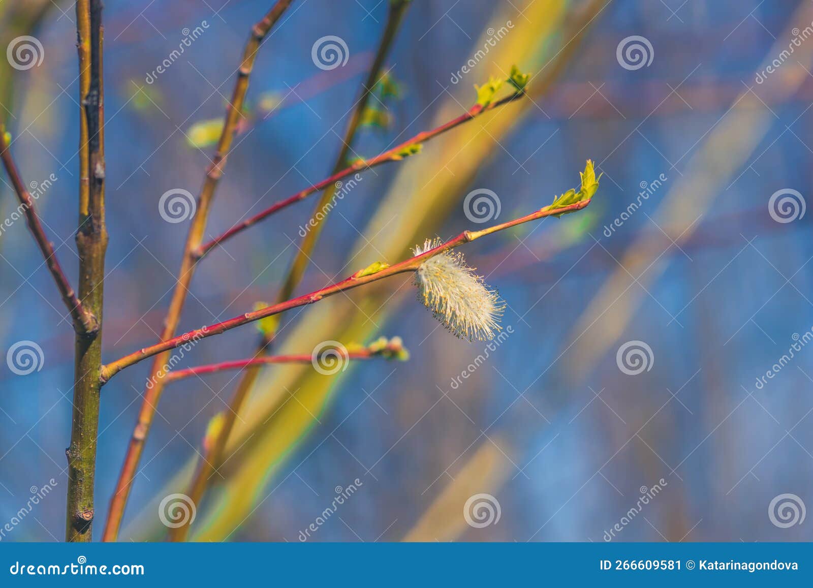 Lambs Tail Plant in Spring Fresh Nature Stock Image - Image of ...