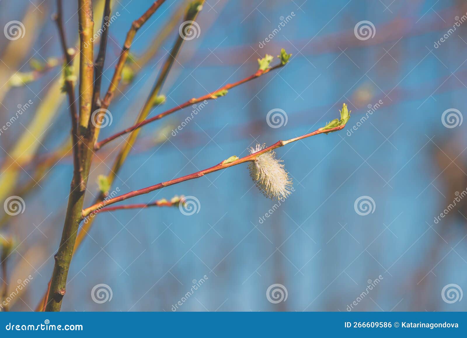 Lambs Tail Plant in Spring Fresh Nature Stock Photo - Image of foliage ...