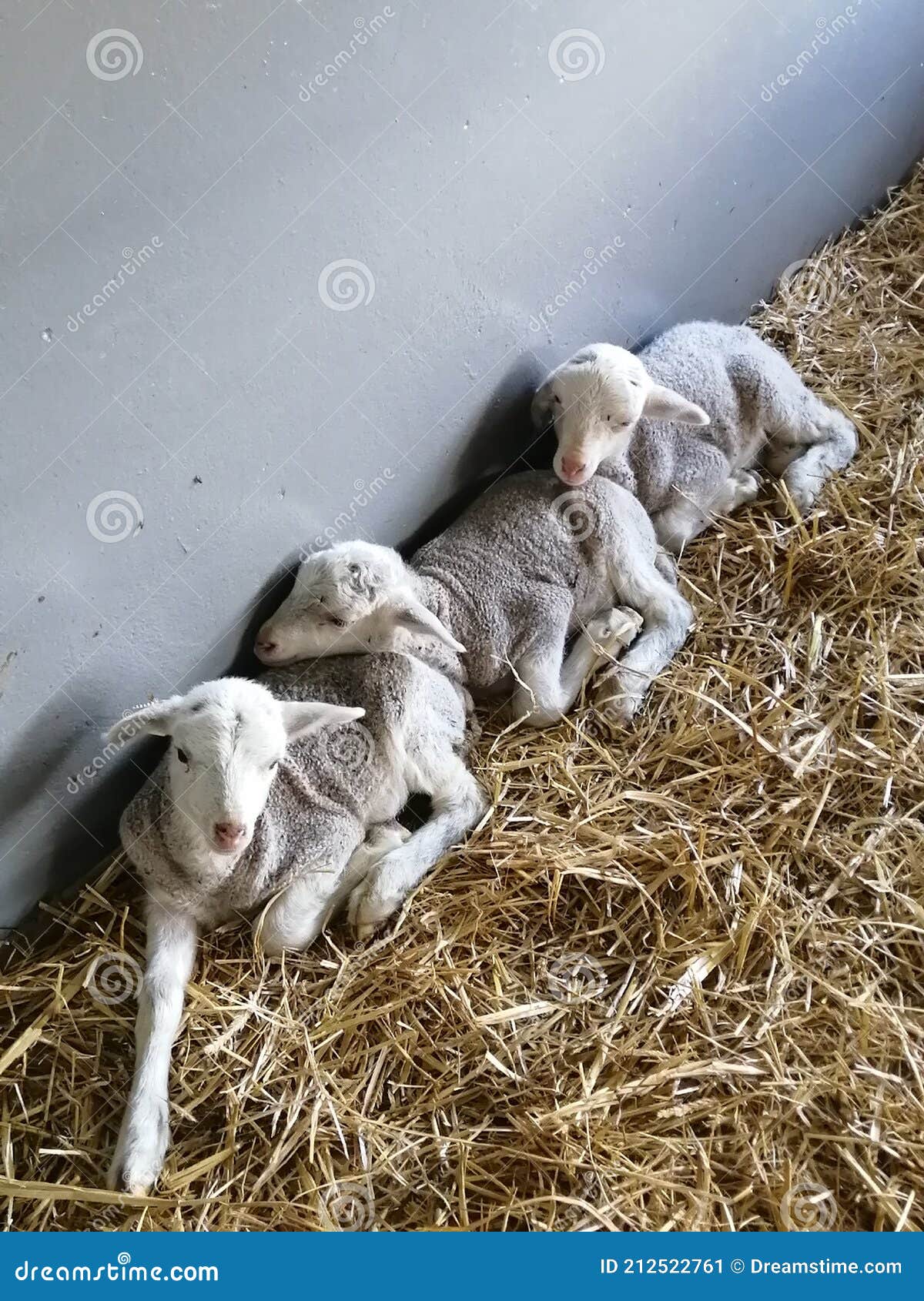 Lambs stock image. Image of sleeping, animals, sheep - 212522761
