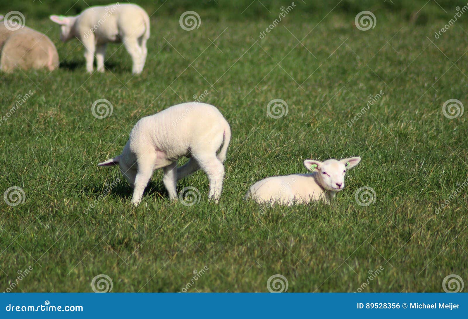 Lambs stock photo. Image of white, offspring, group, green - 89528356