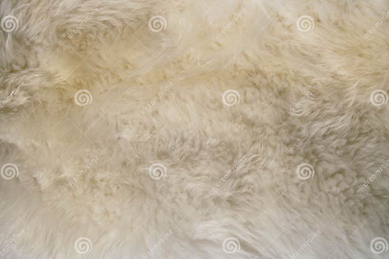 Lambs wool stock photo. Image of sheep, warmth, colourful - 1005610