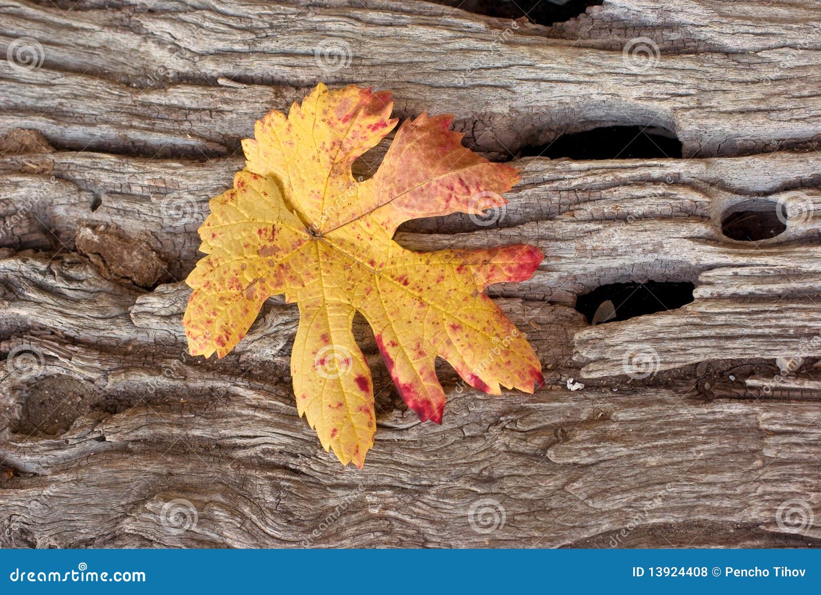 Lame photo stock. Image du deciduous, bois, palissées - 13924408