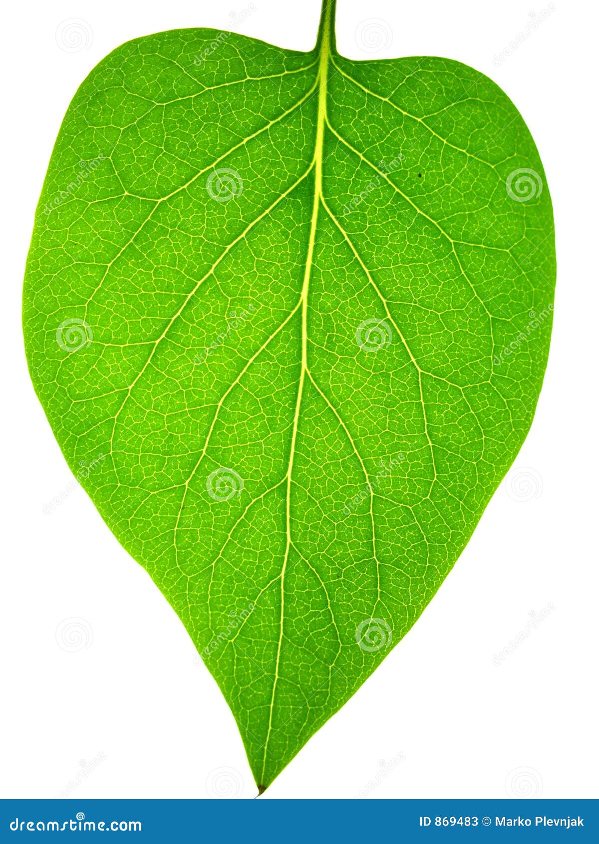 Lame image stock. Image du nature, transparence, blanc - 869483