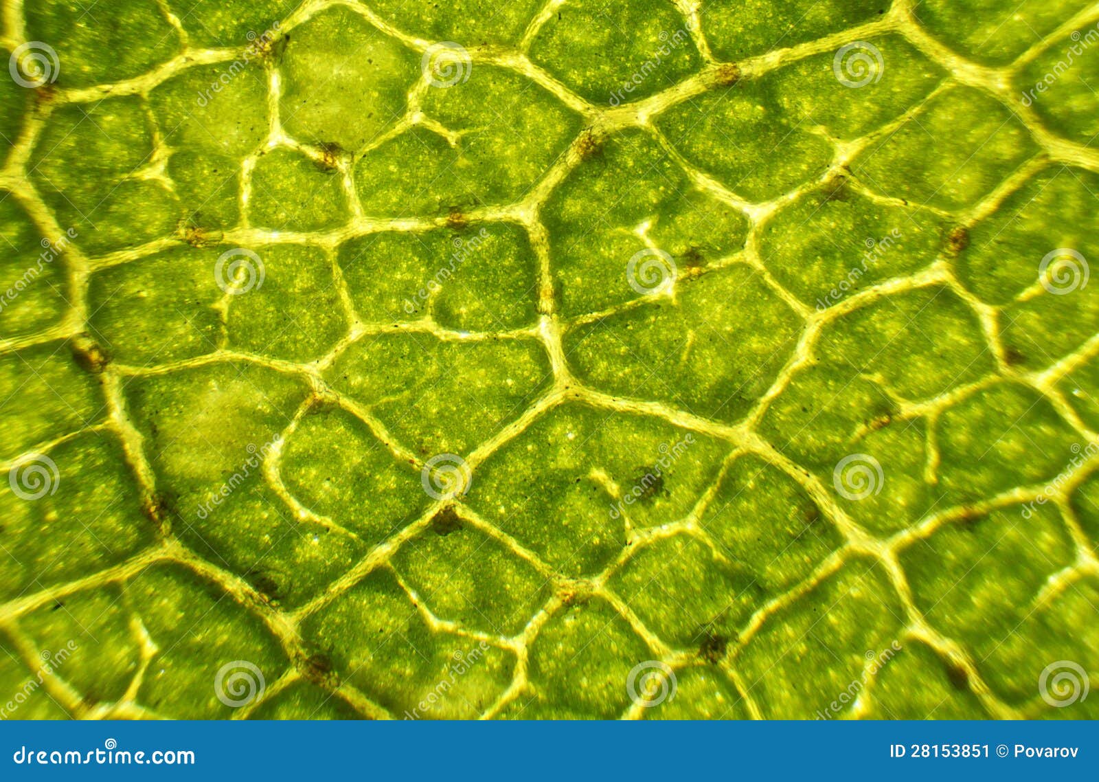 Lame De Bouleau Sous Le Microscope Image stock - Image du microscope ...