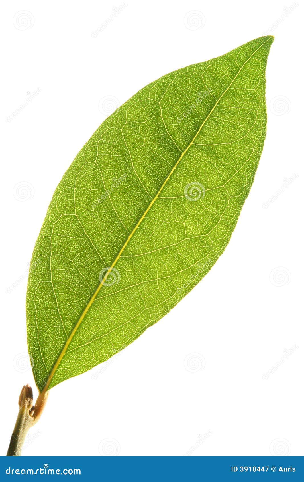Lame de laurier image stock. Image du scène, débuts, isolement - 3910447