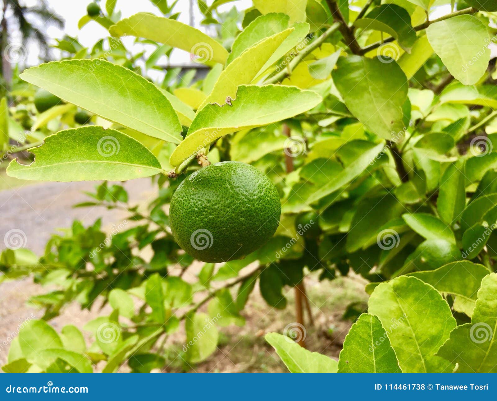 Lame stock photo. Image of bright, healthy, garden, beautiful - 114461738