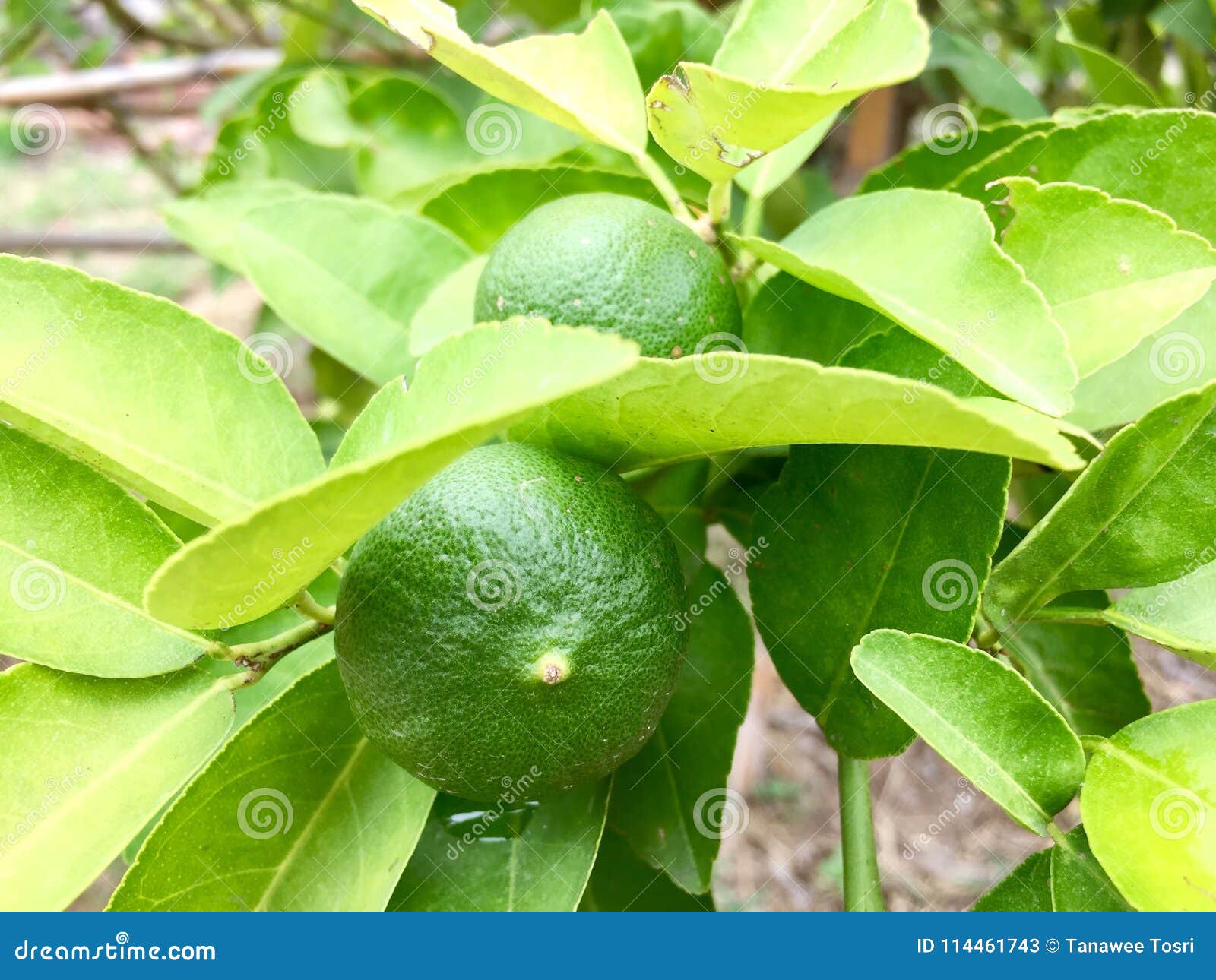 Lame stock image. Image of hair, bright, lame, spring - 114461743