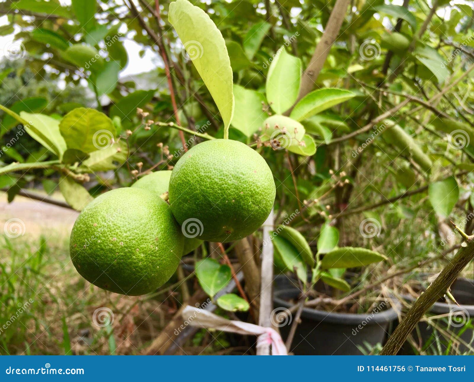 Lame stock photo. Image of plant, tree, summer, freshness - 114461756