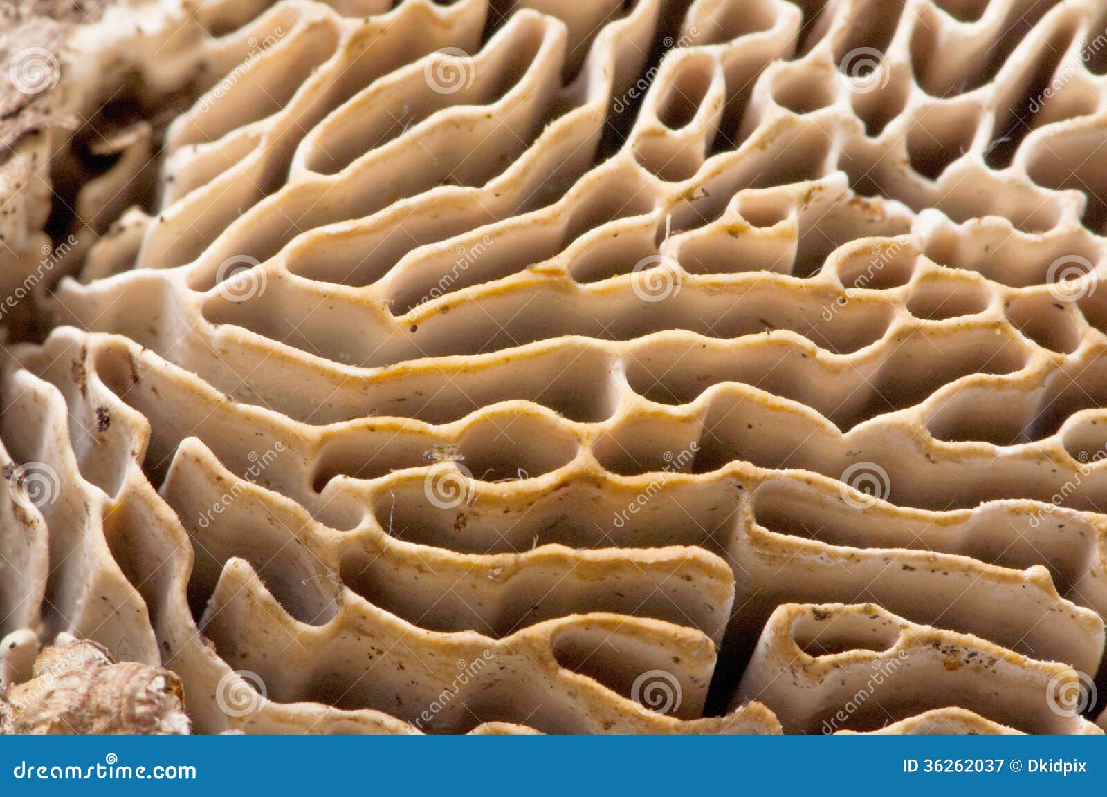 Lamellae stock image. Image of closeup, lamella, mushroom - 36262037