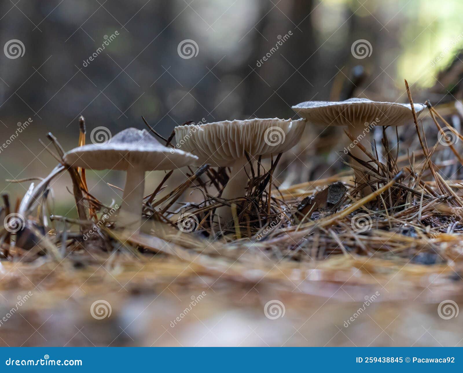 Lamellar Mushrooms Closeup, View from Below. Autumn Mushrooms in the ...