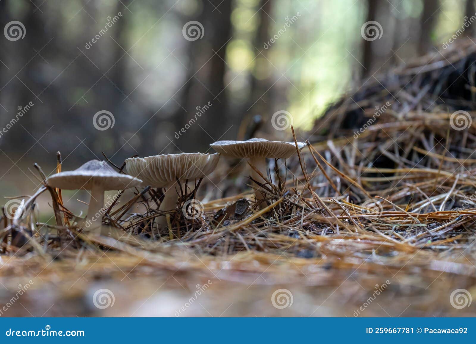 Lamellar Mushrooms Closeup, View from Below. Autumn Mushrooms in the ...