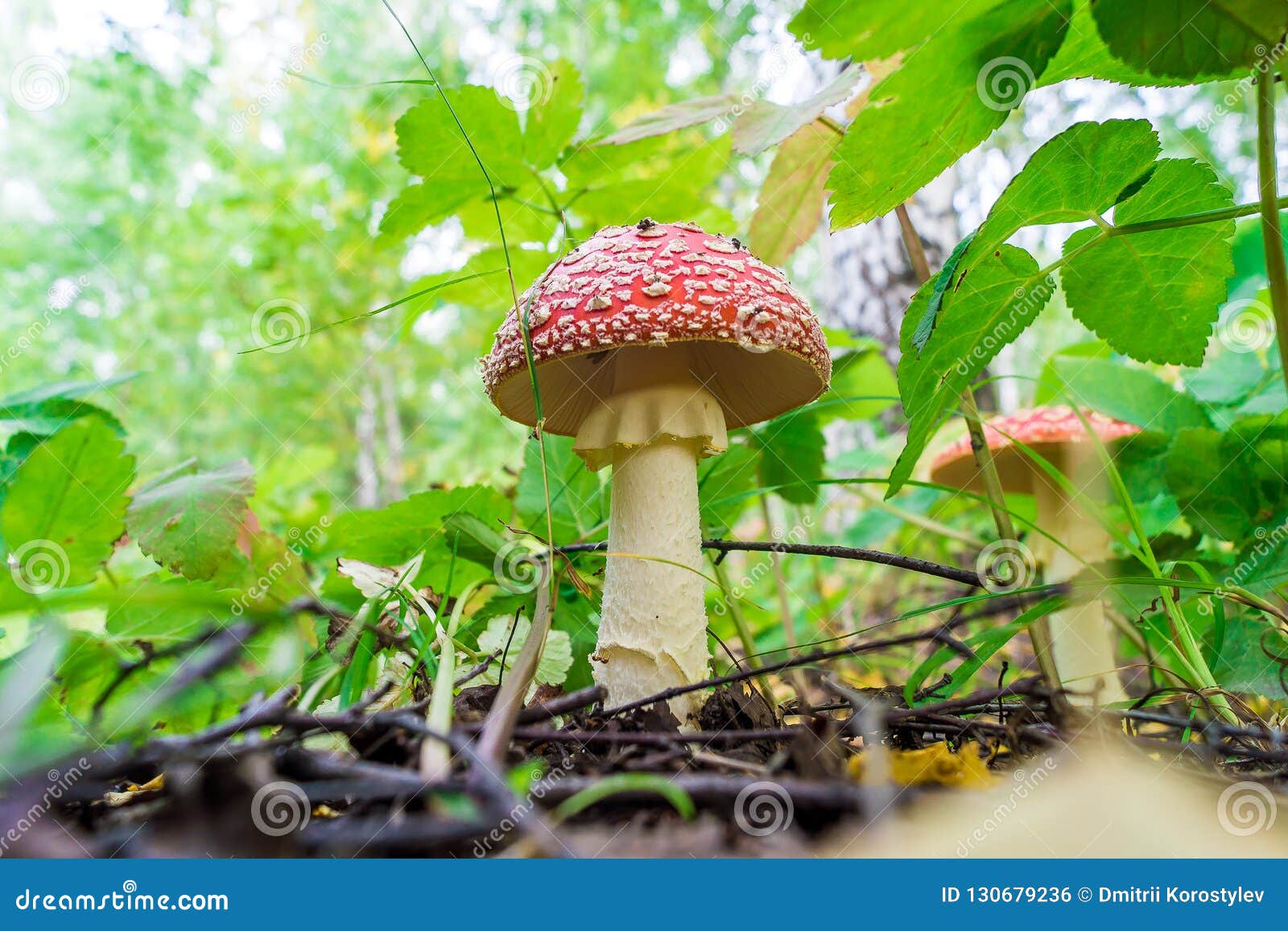 Lamellar Poisonous Mushroom, Bottom View, Pair of Ants Stock Photo ...