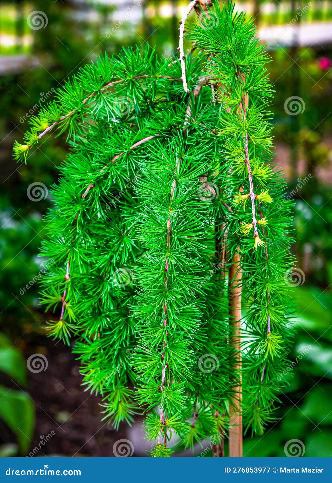 Lamenting Larch on a Stump Grows in the Garden Stock Image - Image of ...