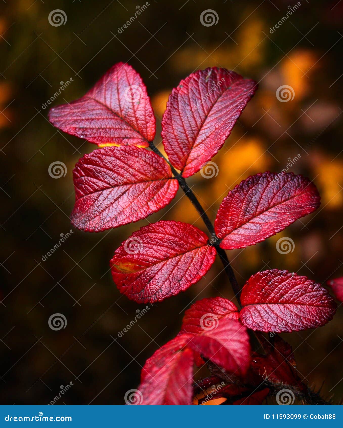 Lames D'automne Roses Sauvages Image stock - Image du beau, octobre ...