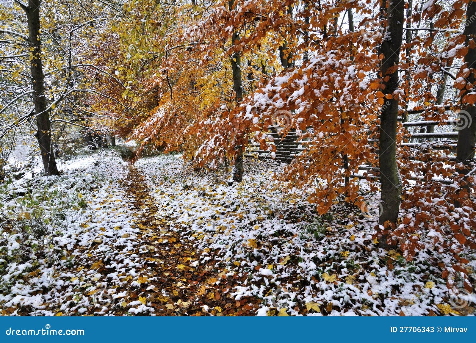 Lames D'automne Sous La Neige Image stock - Image du environnement ...