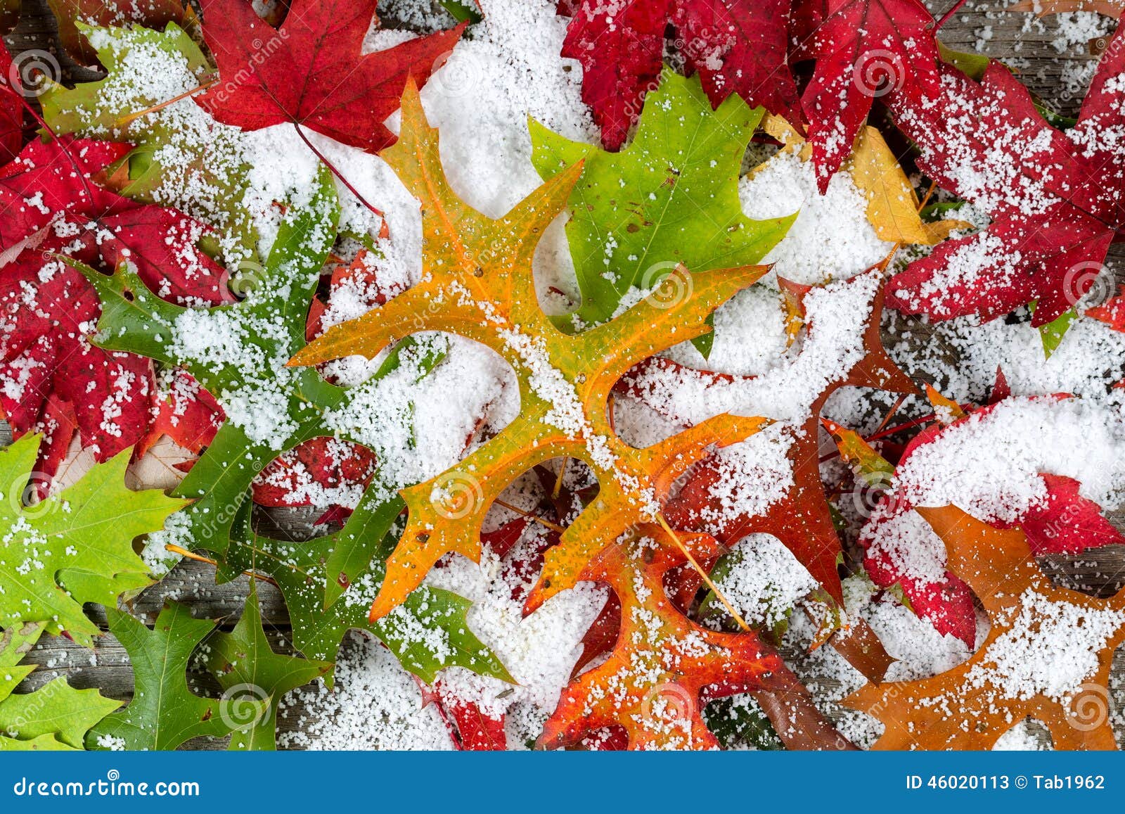 Lames et neige d'automne image stock. Image du fond, modifié - 46020113