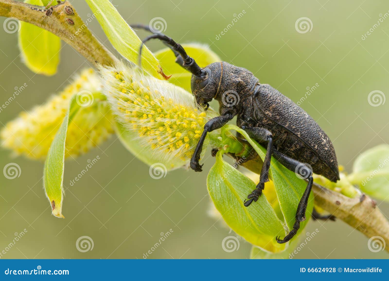 Lamia Textor Beatle on Willow Stock Photo - Image of spring, isolated ...