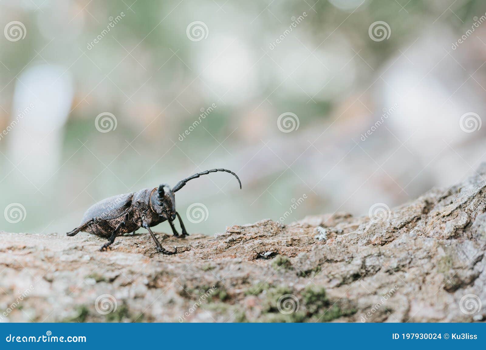 Lamia Textor - Weaver Beetle Insect on a Tree Bark. Stock Photo - Image ...