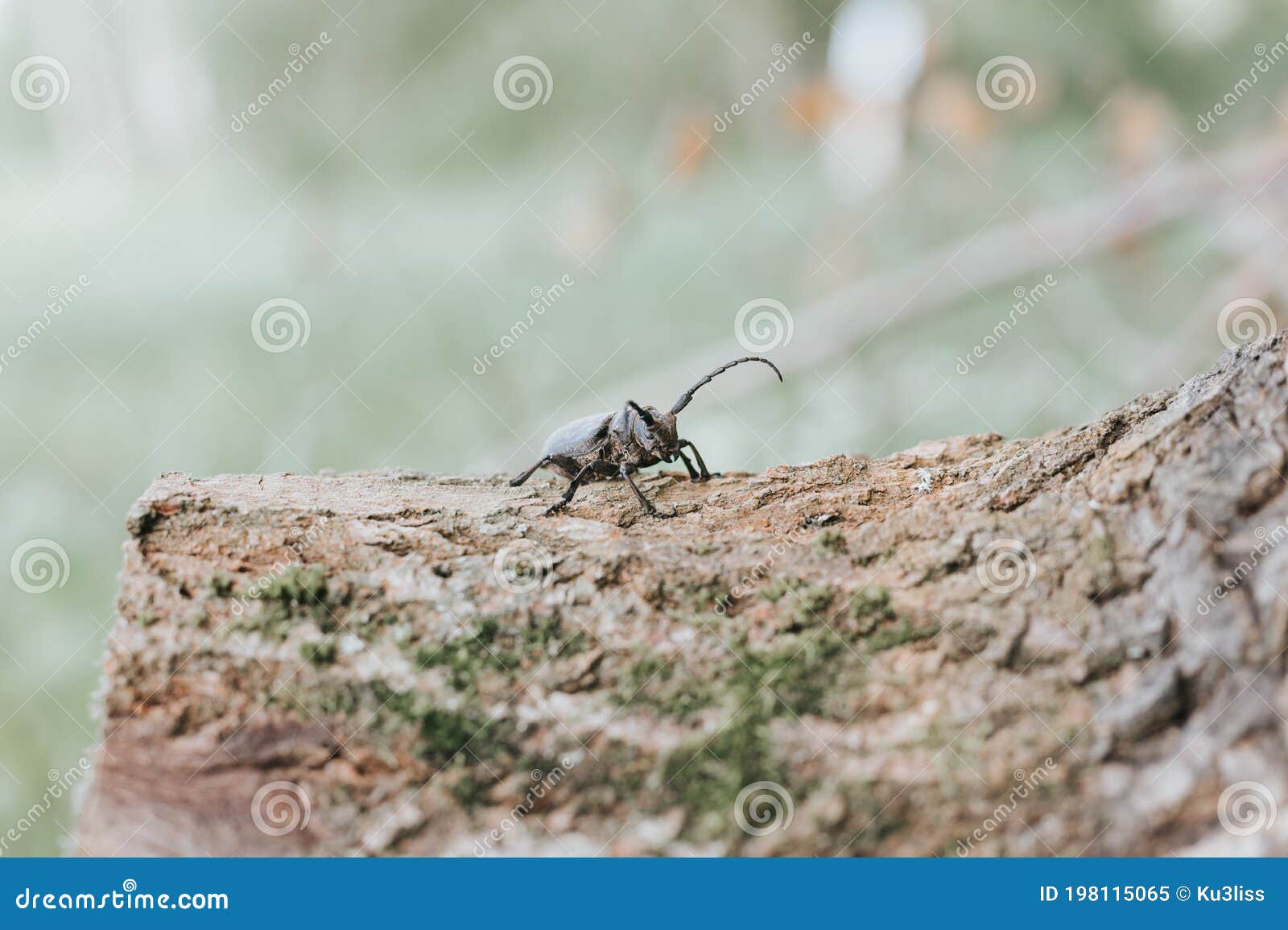 Lamia Textor - Weaver Beetle Insect on a Tree Bark.. Stock Image ...