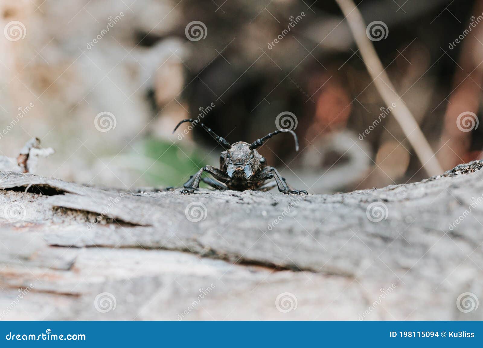 Lamia Textor - Weaver Beetle Insect on a Tree Bark.. Stock Photo ...