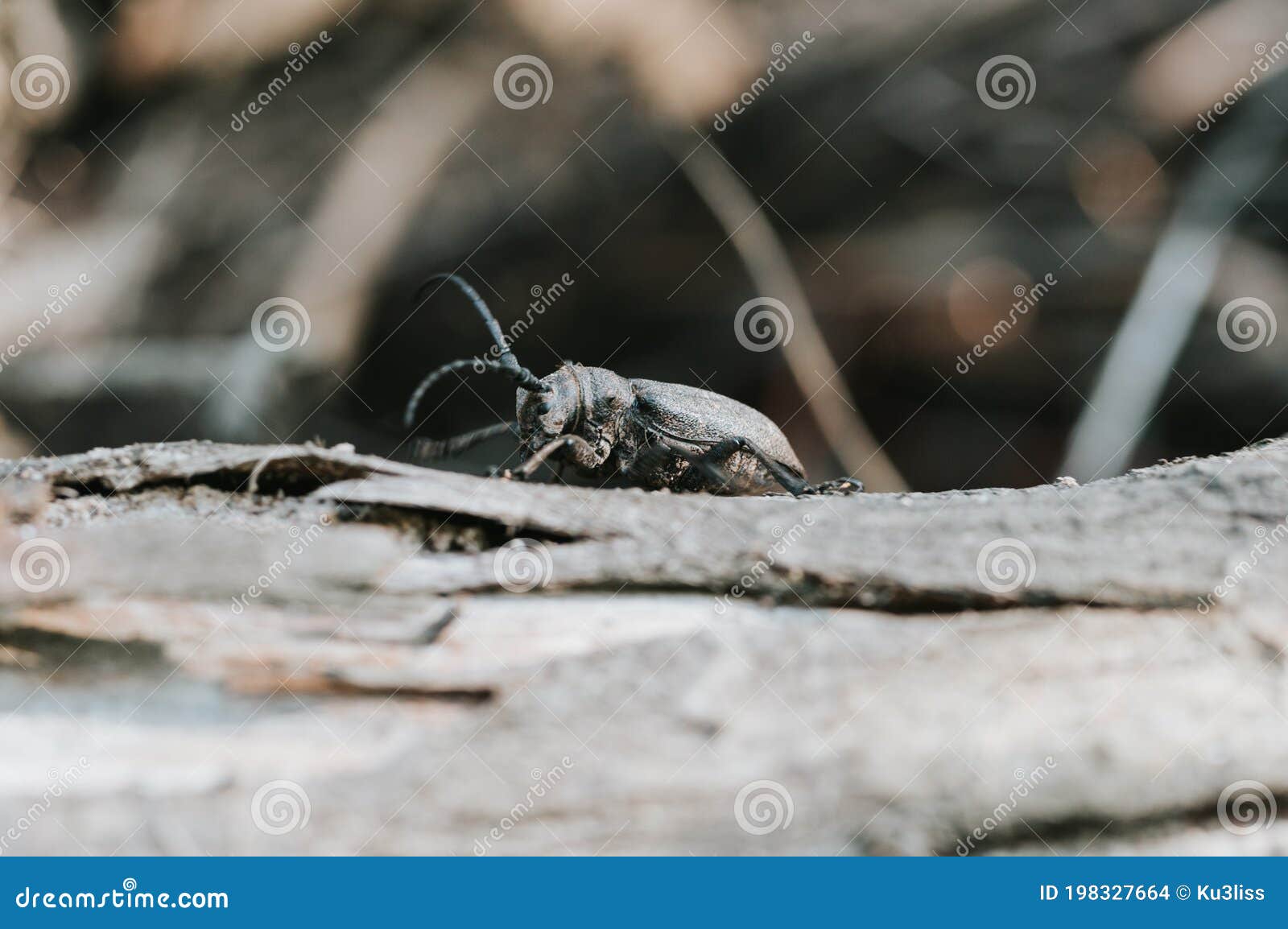 Lamia Textor - Weaver Beetle Insect on a Tree Bark.. Stock Photo ...