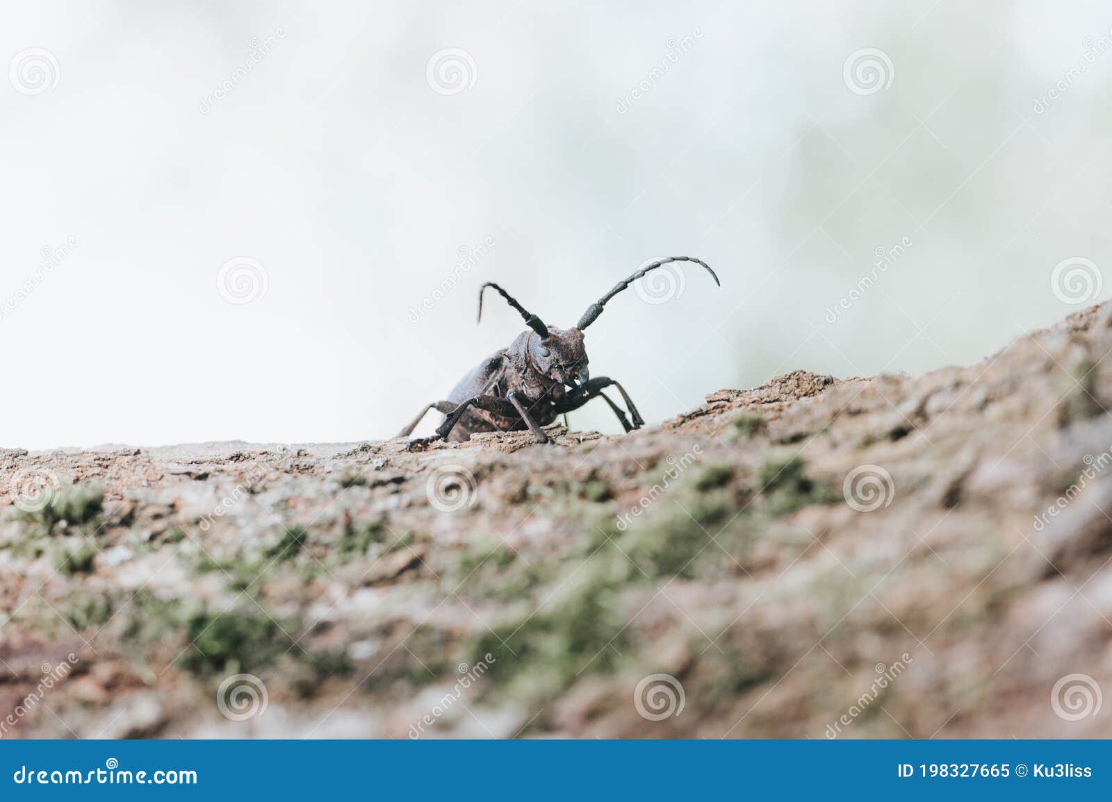 Lamia Textor - Weaver Beetle Insect on a Tree Bark.. Stock Image ...