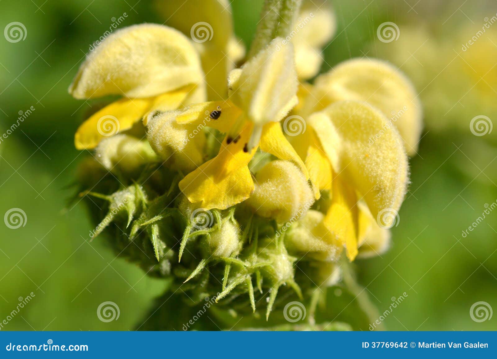 Lamiastrum Galeobdolon Other Name Galeobdolon Luteum, Perennial Yellow ...