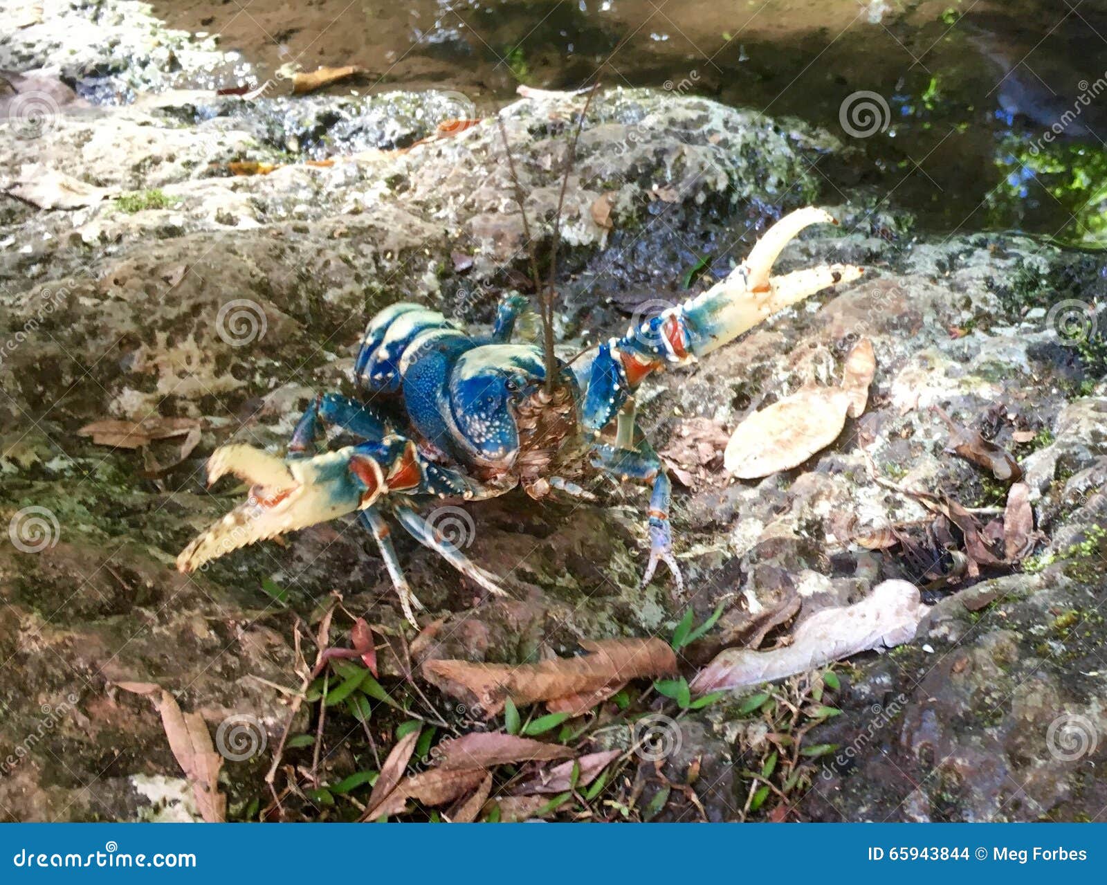 Lamington Spiny Cray stock photo. Image of rock, australian - 65943844