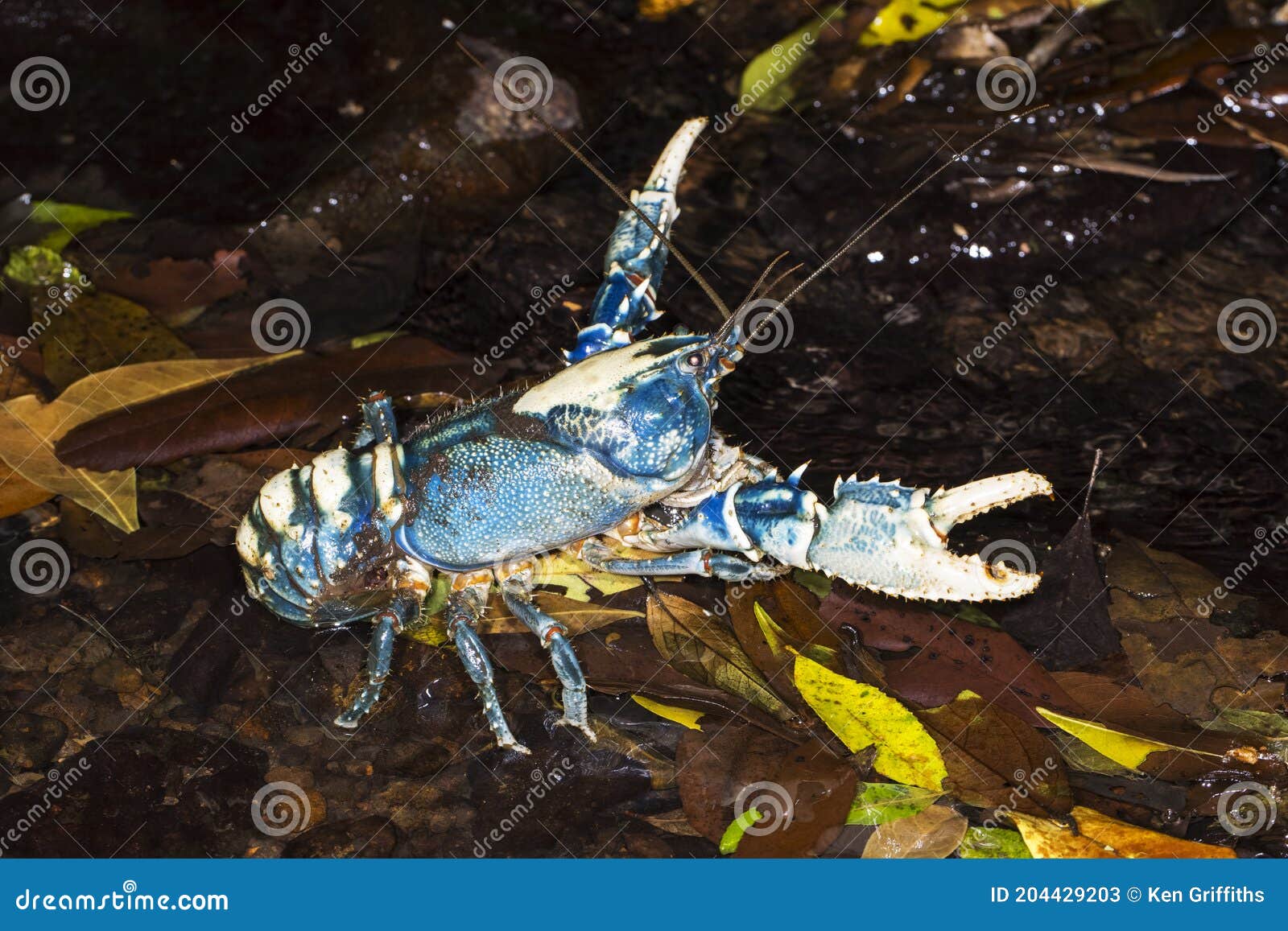Lamington Spiny Crayfish stock image. Image of blue - 204429203