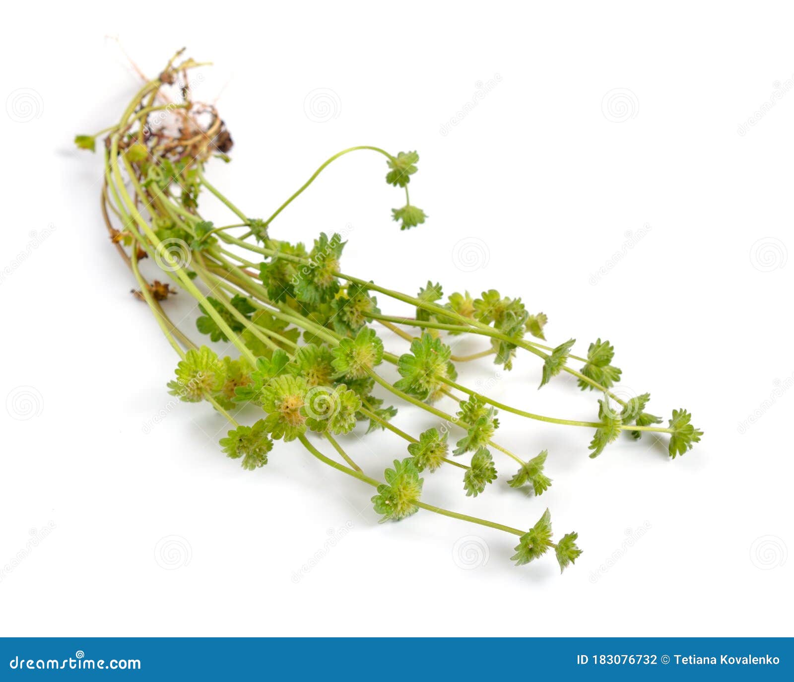 Lamium Amplexicaule, Commonly Known As Henbit Dead-nettle, Henbit or ...