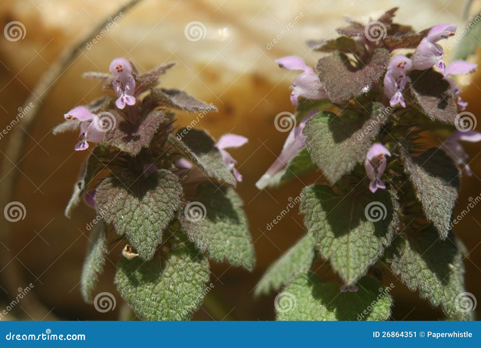 Lamium Purpureum Royalty-Free Stock Photo | CartoonDealer.com #26537517