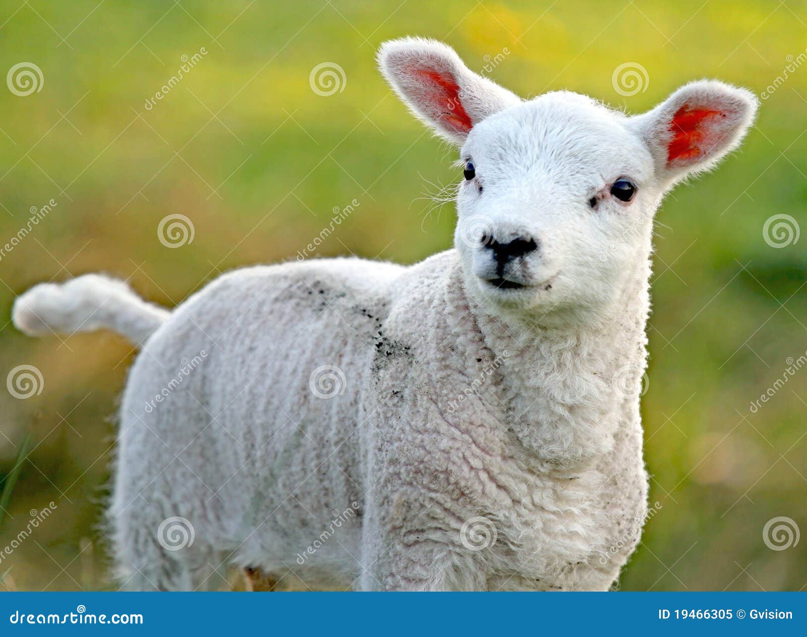 Lamm stockbild. Bild von frühling, wollig, nett, schafe - 19466305