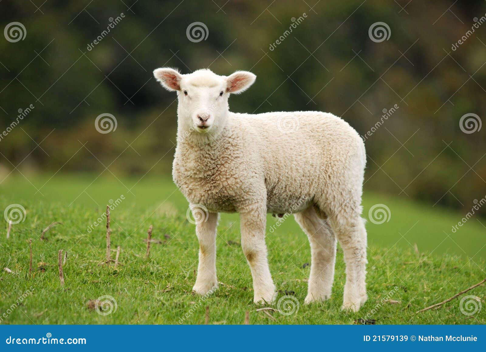 Lamm stockbild. Bild von hammelfleisch, lamm, wollen - 21579139