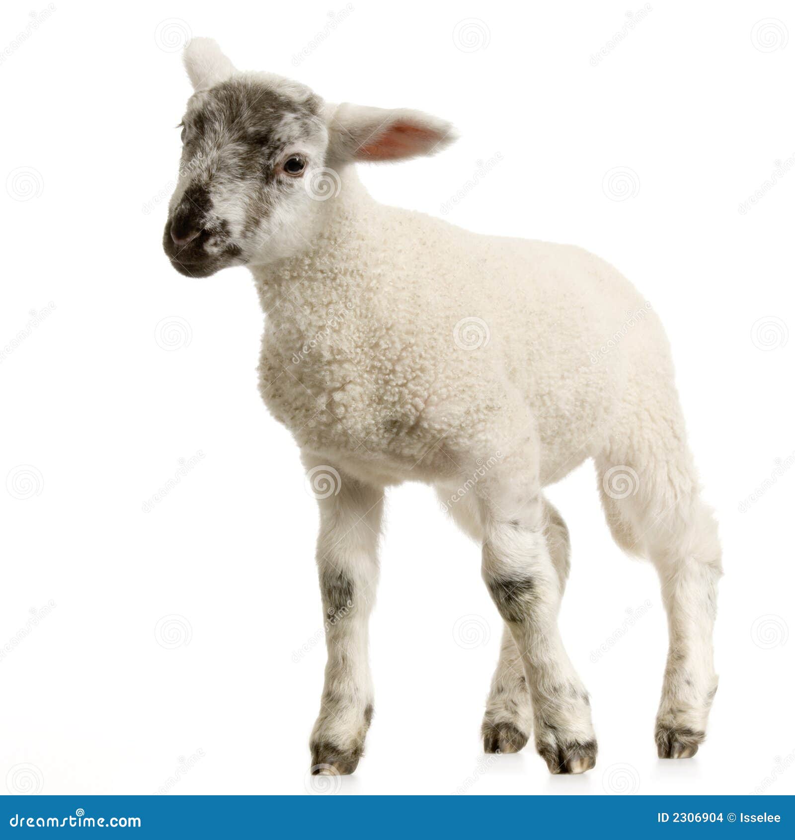 Lamm stockfoto. Bild von unschuld, stehen, schafe, tier - 2306904