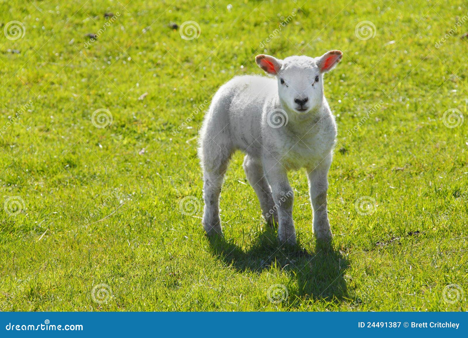 Lamm stockbild. Bild von bauernhof, feld, neugeboren - 24491387