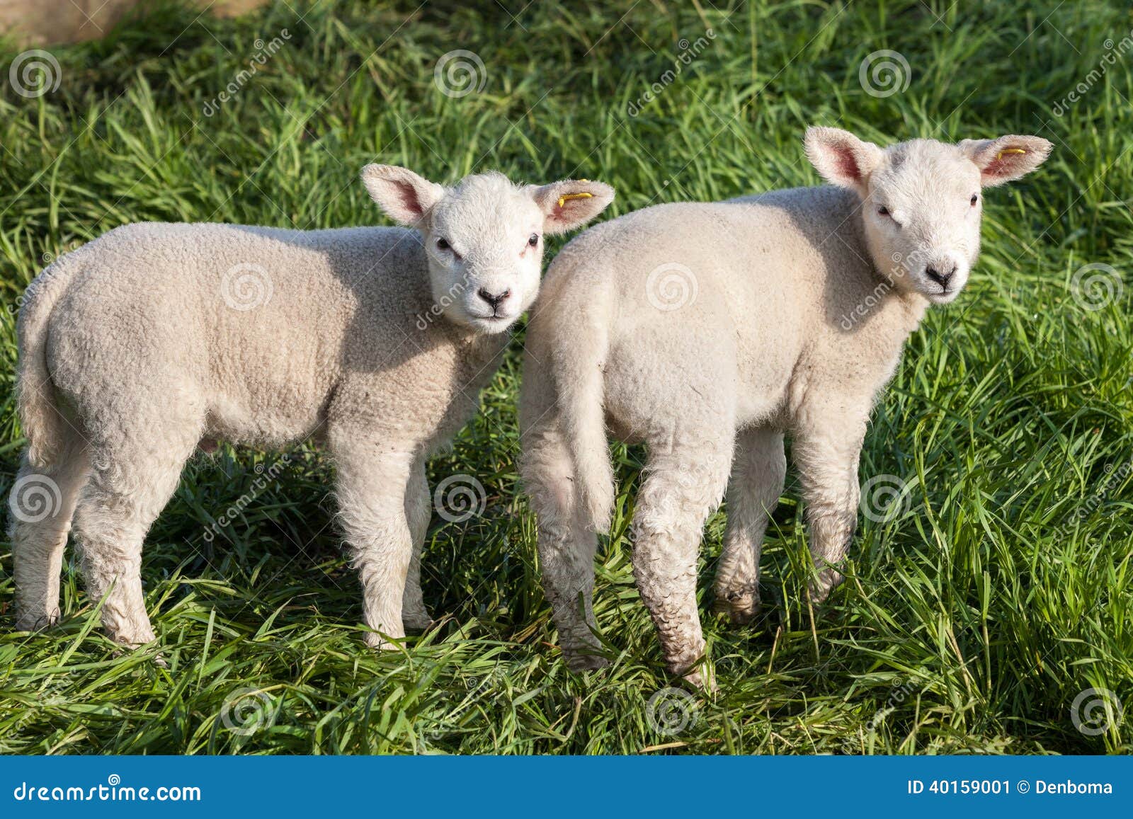 Lamm stockbild. Bild von zwei, nett, schön, feld, neugierig - 40159001